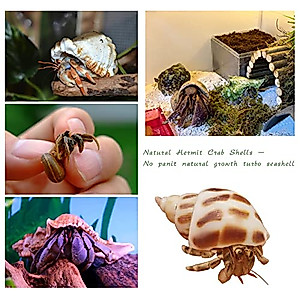 Hermit Crab Shells Medium to Large 0.51-1.18 Inch Assorted Opening Size Natural Turbo Seashells with Decoration Plan and Calcium Supplement