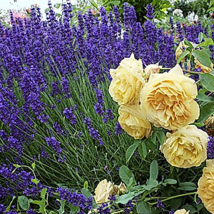 Outsidepride Lavandula Angustifolia True Lavender English Herb Garden Plant Seed - 5000 Seeds