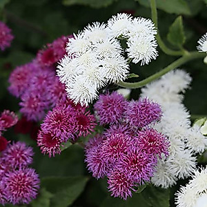 Ageratum Seeds - Red Flint - Packet - Red Flower Seeds, Heirloom Seed Attracts Bees, Attracts Butterflies, Attracts Pollinators, Fragrant, Container Garden