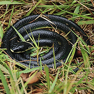 Homdipoo Realistic Fake Rubber Snake Toys Black That Look Real Prank Stuff Cobra 49 Inch Long