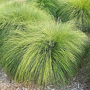 QAUZUY GARDEN 200 Prairie Dropseed Seeds (Sporobolus Heterolepis) Ornamental Native Grass - Drought Tolerant - Perennial Ground Lawn Cover grass - Low-Maintenance