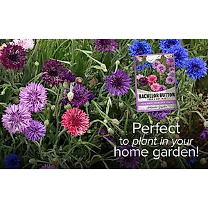Bachelor Button Seeds for Planting Cornflower (Polka Dot Mix) - Pretty Mix of Bachelors Buttons Seeds Open Pollinated, Non-GMO, Great for Cut Flower Gardens by Gardeners Basics