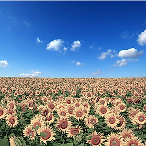 200pcs Pink Sunflower Seeds for Planting, Heirloom and Non-GMO Seeds, Bonsai Plant Office Home Garden Yard Floral Decor Easy to Plant and Grow (Helianthus annuus)