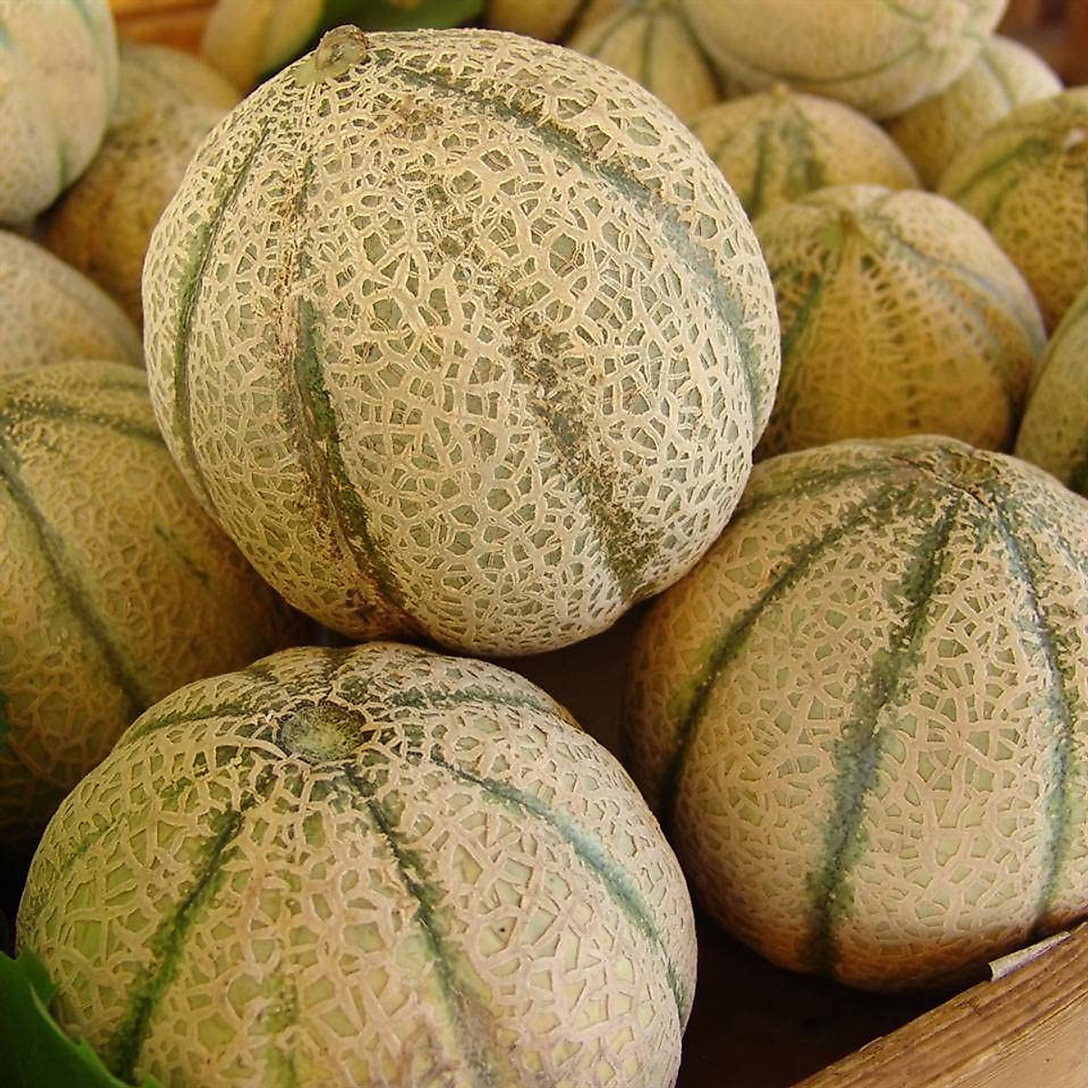 30 Honey Rock Cantaloupe Seeds for Planting Heirloom Non GMO 1+ Gram of Melon Seeds Garden Vegetable Bulk Survival