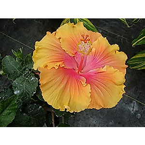 100 pcs Mix Hibiscus Luna Flower Seed Perennial Flower Garden Plant