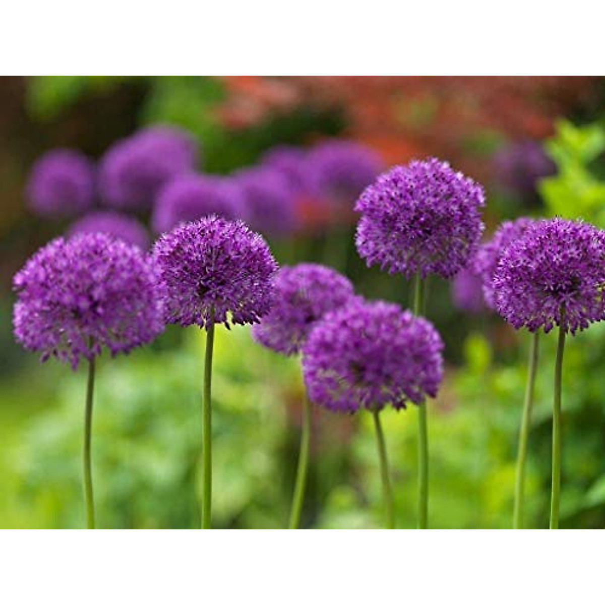 10 Dark Purple Allium Bulbs - Force Indoors Now - Blooming Onion Flowering Perennial Garden Flower