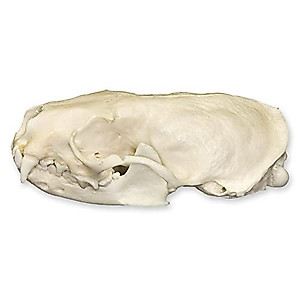 Real American Mink Skull A Quality