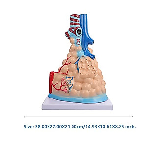 Scicalife Manikin Body Human Respiratory Lung Model Respiratory Large Alveolus Model Experiment Model Manikin