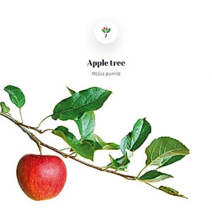 KIRI Biodegradable Tree Urn for Cremated Ashes - Eco Burial Urn. Grow a Living Memory Tree from The Ashes. Tree Seed (Apple Tree)