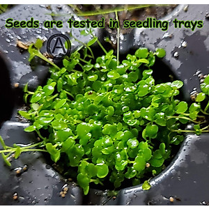 Fresh Water Aquarium Live Plants Foreground Seeds or Carpeting in Planted Fish Tank. Safe for Shrimps, Betta, Goldfish, and Guppies.