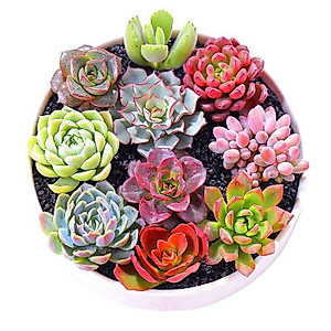 800+ Mix Succulent Seeds Rare Perennial DIY Bonsai Ornamental Plant Succulent Seeds for Planting Indoor and Outdoor