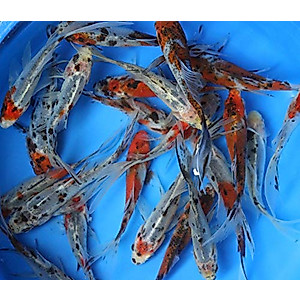 6 Pack of 4-5 inch Mixed Live sarasa, shubunkin, Apricot Comet Goldfish for Aquarium Fish Tank or koi Pond