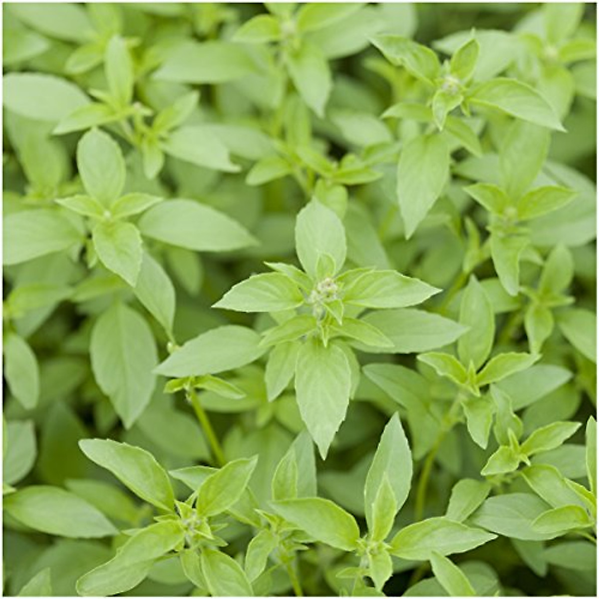 Seed Needs, Culinary Basil Herb Seed Packet Collection (8 Individual Basil Seed Varieties for Planting) Non-GMO & Untreated