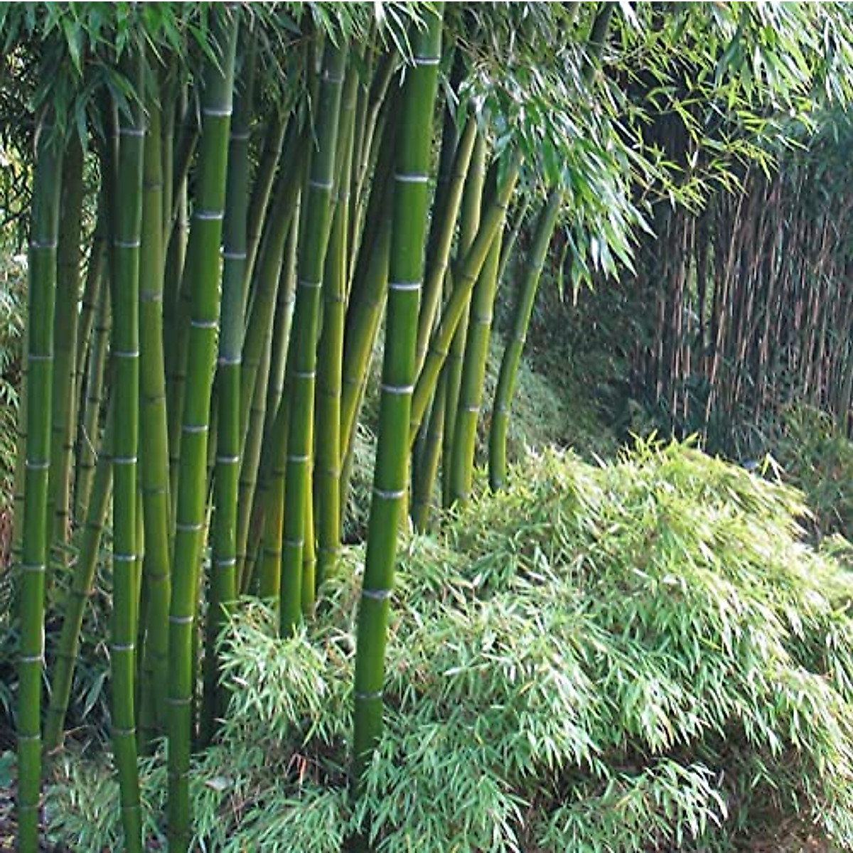 CHUXAY GARDEN 60 Seeds Phyllostachys Edulis,Moso Bamboo,Tortoise-Shell Bamboo,Edible Bamboo,Phyllostachys Pubescens, Running Bamboo Hardy Privacy Screen Plant Best Organic Bonsai