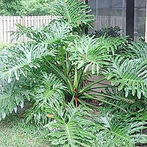 Lacy Tree Philodendron Seeds Philodendron Selloum Easy to Grow Tropical Plant Broadleaf Evergreen GMO Free Containers Garden Indoor Outdoor 15Pcs by YEGAOL Garden