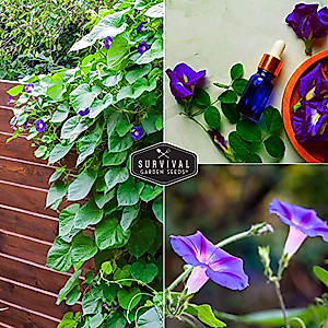 Survival Garden Seeds - Grandpa OTT Morning Glory Seed for Planting - Packet with Instructions to Plant and Grow Ipomoea Purpurea in Your Home Vegetable Garden - Non-GMO Heirloom Variety