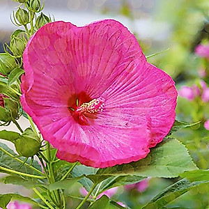 YEGAOL Garden 10Pcs Dinner Plate Hibiscus Seeds Perennial Non-GMO Easy to Grow Hardy Huge Flower Home Garden Plant Flower Seeds