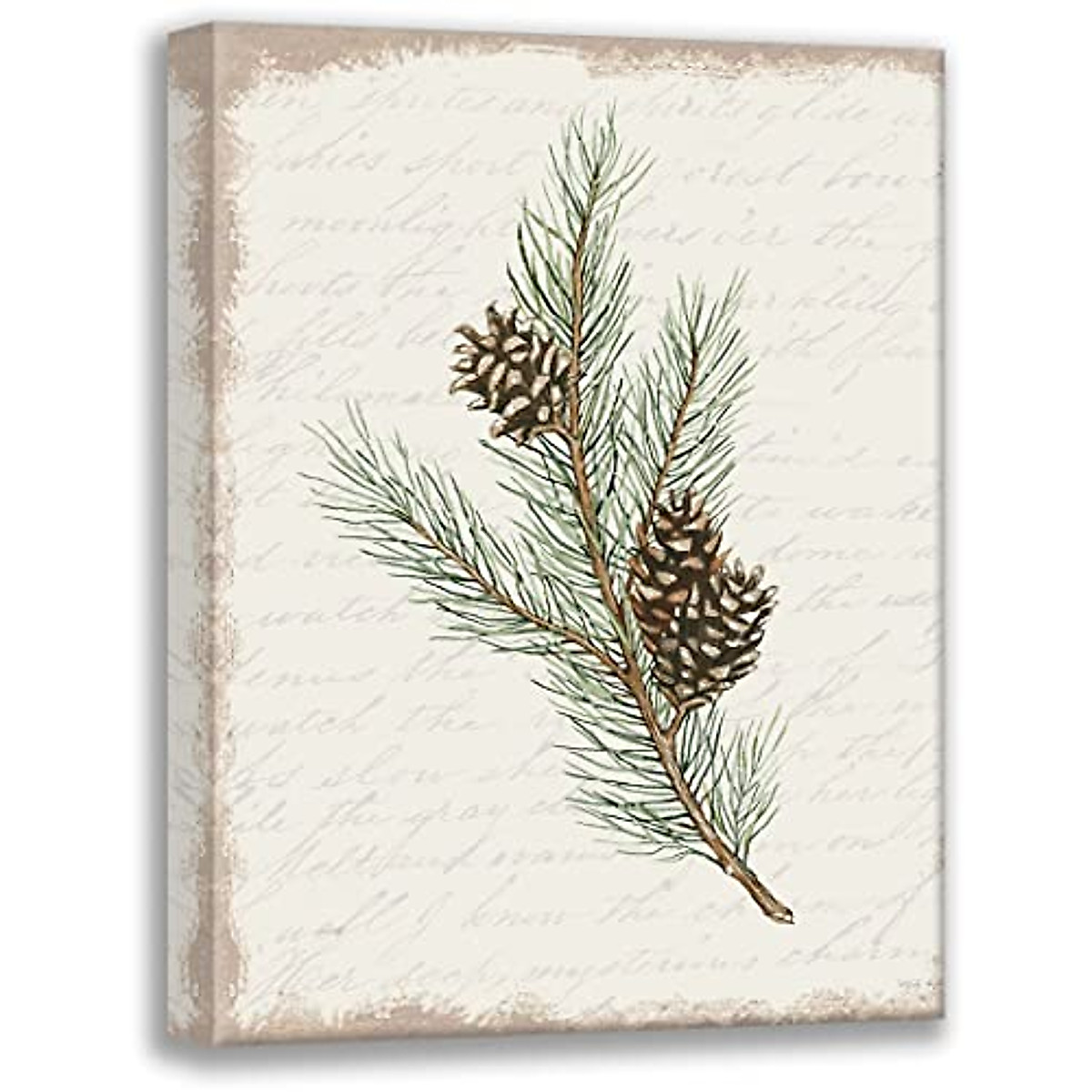 ArtDirect Pine Cone Botanical II 15x18 Gallery Wrapped Canvas Museum Art by Jacobs, Cindy