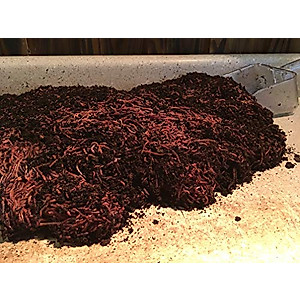 Worms Georgia Red Wiggler (1/2 Pound)