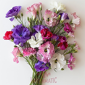 Lisianthus Seeds for Planting, Lisianthus Flower Seeds, Vibrant Blooms for Garden & Bouquets, Easy-to-Grow Variety (Pack of 100 Seeds) (Mixed)