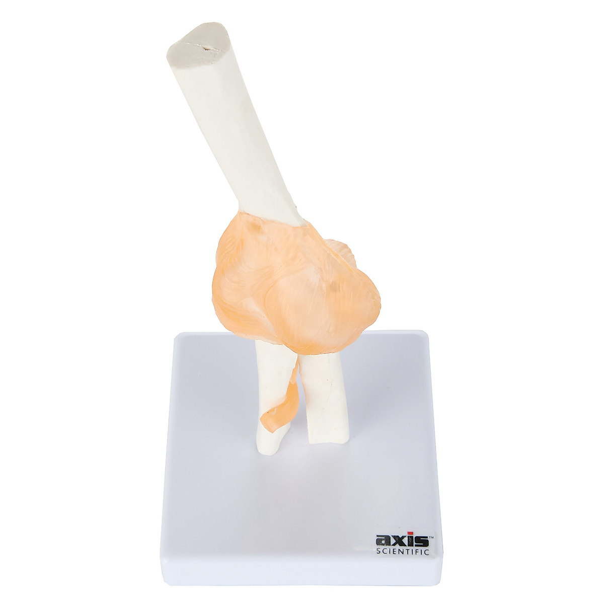 Axis Scientific Flexible Elbow Model, Life-Size Flexible Elbow Joint with Realistic and Soft Ligament Anatomy, Includes Base for Display and Interaction, Detailed Product Manual