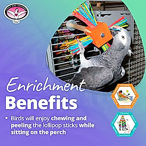 Super Bird Creations SB509 Spin-a-roo Bird Perch Toy, Small/Medium Bird Size, 8.5" x 6.5" x 6.5"