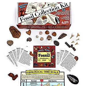 DANCING BEAR FOSSIL COLLECTION Kit (12 Different Types of Specimens): Trilobite, Dinosaur Bone, Shark teeth, Coprolite (fossilized Turtle Poop) Fossil ID Book, Magnifying Glass, STEM Science Set, Made in the USA