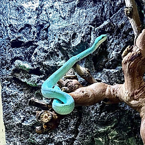 BNOSDM Reptile Grapevine Wood Decoration Resin Climb Tree Branch Decor Grape Wood Branches for Leopard Gecko Lizard Frog Snake Climbing