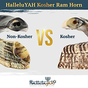Shofar From Israel 16"-18": KOSHER ODORLESS Ram Horn Shofar | Smooth Mouthpiece for Easy Blowing | Include Velvet Bag, Clean Brush and Shofar Guide - Made In Israel By HalleluYAH