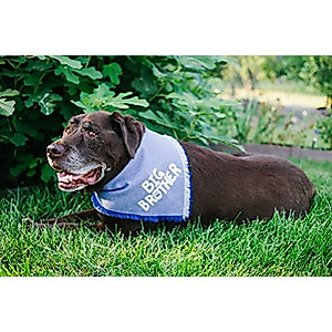 Everything Tailed Blue Big Brother Dog Bandana for Pregnancy Announcement, Pet Photo Prop, Handkerchief and/or Scarf for Dog, Fits Medium to Large Dogs