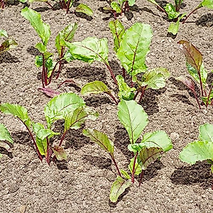 Seed Needs, Golden Detroit Beet Seeds - 250 Heirloom Seeds for Planting Beta vulgaris - Non-GMO & Untreated (1 Pack)