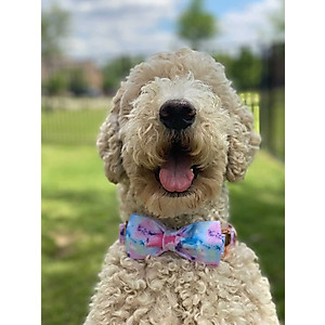 Elegant little tail Dog Collar with Bow, Soft&Comfy Bowtie Dog Collar, Adjustable Pet Gift Collars for Small Medium Large Dogs