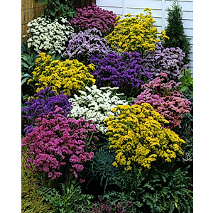 Burpee Mixed Bold Colors Statice Seeds 100 seeds