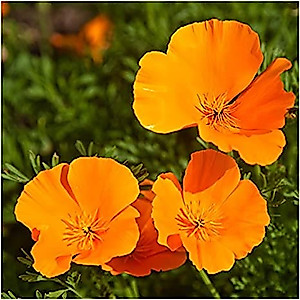 RattleFree California Poppy Seeds for Planting Outdoors | 500 Seeds Per Annual Wildflower Planting Packet | Non-GMO | Fresh Flower Seeds to Plant in Your Home Garden | Orange Color Flowers