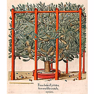 [Indian fig] Ficus Indica Eystettensis ex uno folio enata luxurians