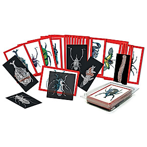 Roylco Insect X-Rays and Picture Cards Set, Multi (R-5912)