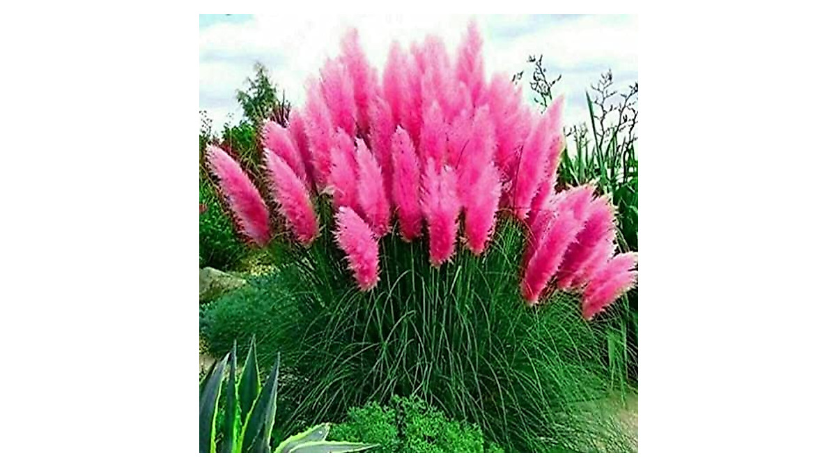 Pampas Grass Seeds - Fast-Growing Heirloom Ornamental Grass for Gardens