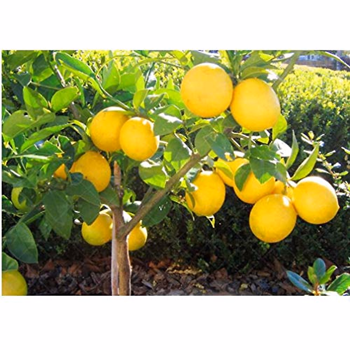 Dwarf Lemon Bonsai Tree Seeds, 20 Seeds,Grow a Delicious Fruit Bearing Bonsai Tree - Ships from Iowa.