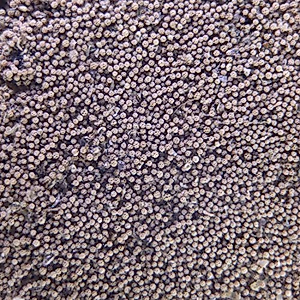 GREEN WATER FARM Greenwaterfarm Fairy Shrimp Sirindhornae Eggs Live Fish Food for Hatching and Culture Suitable for Feed Betta Fish