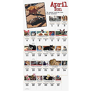 Bad Cat Wall Calendar 2021