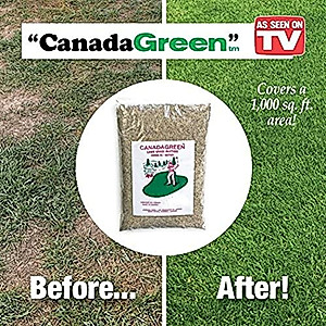 Canada Green Grass Lawn Seed - Grows Healthy Rich Green Grass Lawn Seed Plants Yard Garden 2 Pound Bag