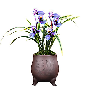 Indoor Plants, Orchids Plants Live—Exotic Easy Species, Gardening Gifts for Women, Easy to Grow&Bloom, NOT in-Bud/Bloom When Shipped (Purple Moon)