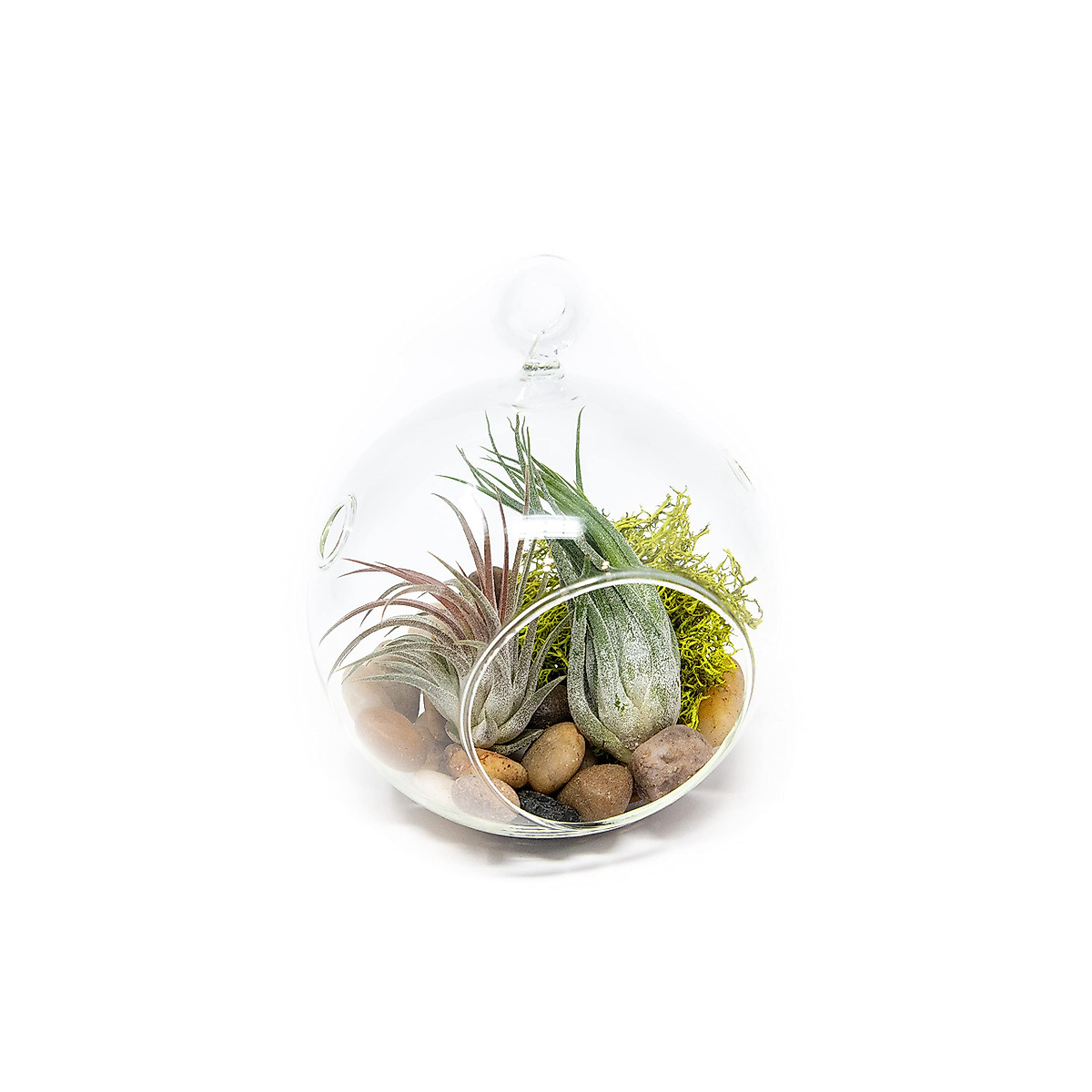 Stunning Flat Bottom Globe Terrarium Kit with Small Assorted Air Plants, Beige Stones and Moss Plant terrarium - Live Tillandsia Air Plants Holder–Glass Terrariums for plants and Succulents