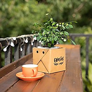 Teweiqi Foldable - Kraft - Paper Plant Baskets for Indoor Potted Plants, Storage Box Storage Basket brown M 4 x 4 x 4 inches