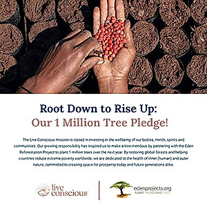 Beyond Greens Super Greens Powder Superfood - Delicious Debloating Green Powder - Matcha Greens Blend Superfood Powder w/ Chlorella, Echinacea, Probiotics for Immune Support & Energy by Live Conscious