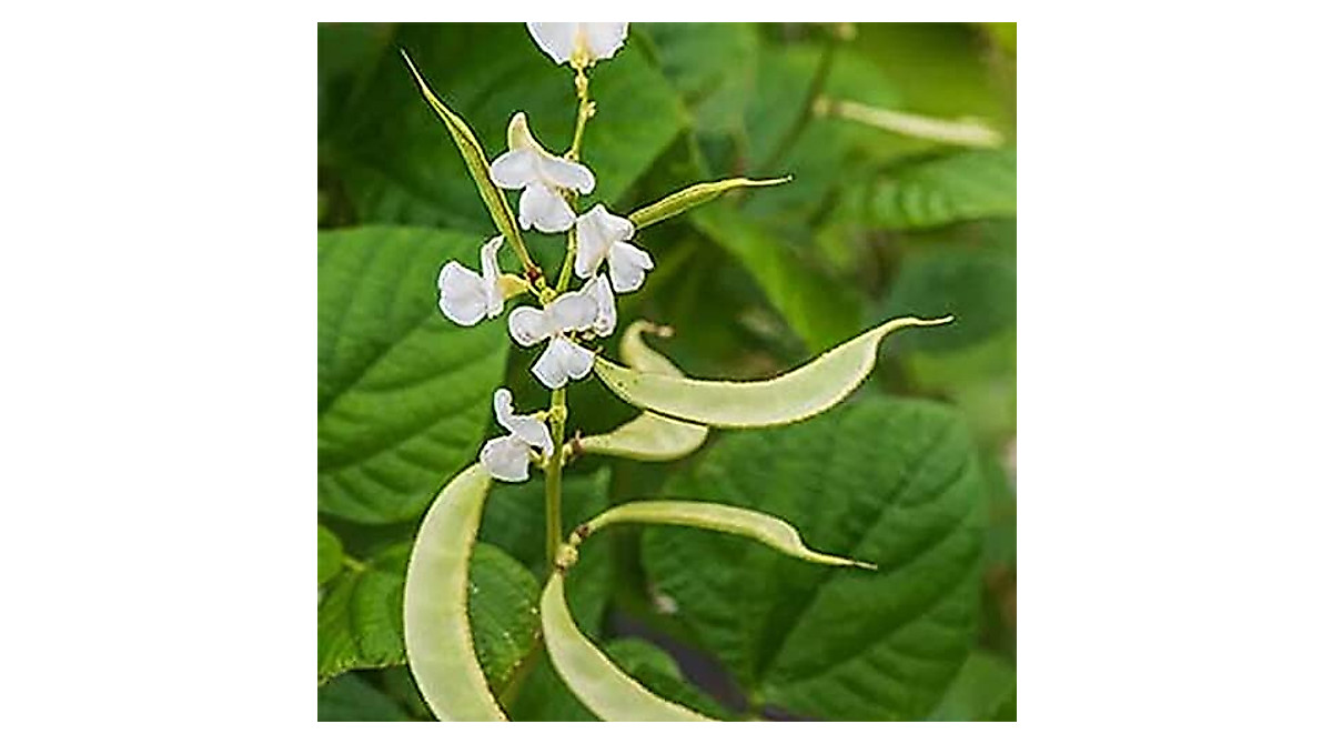 QAUZUY GARDEN 10 White Hyacinth Bean - Lablab Purpureus Seeds | Organic ...