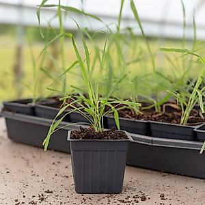 Live Lemongrass Plants (2-Pack); Each 4-8 Inches, in Nursery Pots, Culinary and Aromatherapy Herb Indoor/Outdoor Container Plants