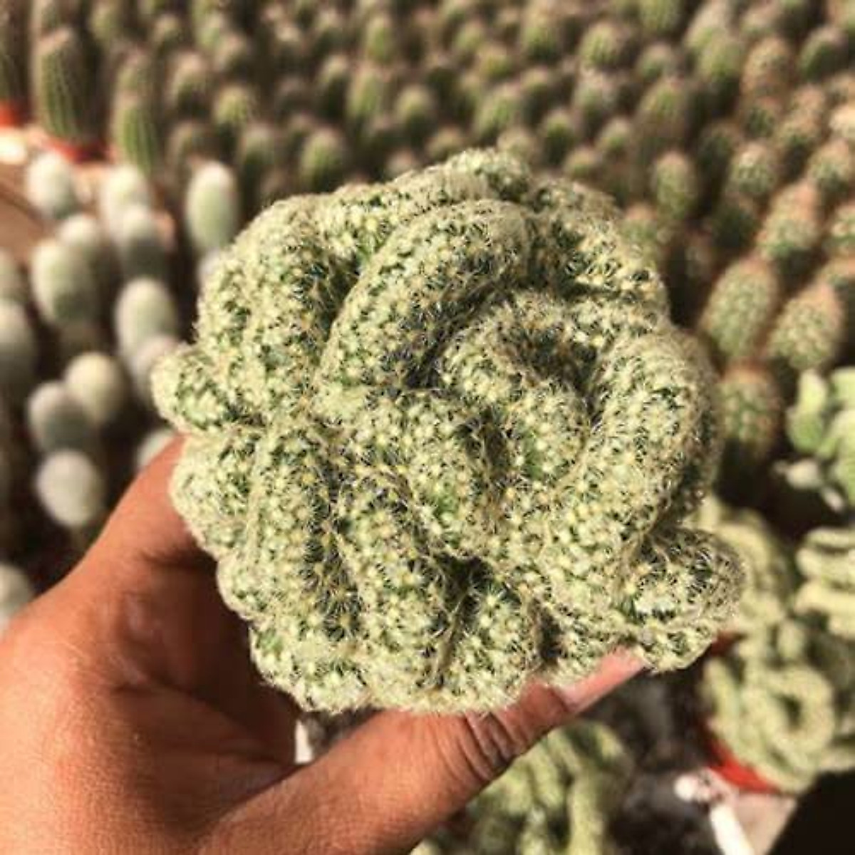 CHUXAY GARDEN Green Brain Cactus Seed,Stenocactus Multicostatus 10 Seeds Rare Succulents Plant Bloom Spring and Summer Great Houseplant Easy Care