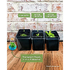 Venus Fly Trap, Grow Your Own Venus Flytrap in a 100% Self Sustaining Glass Terrarium, Maintenance Free, Easy to Grow, Healthy Growth Guarantee