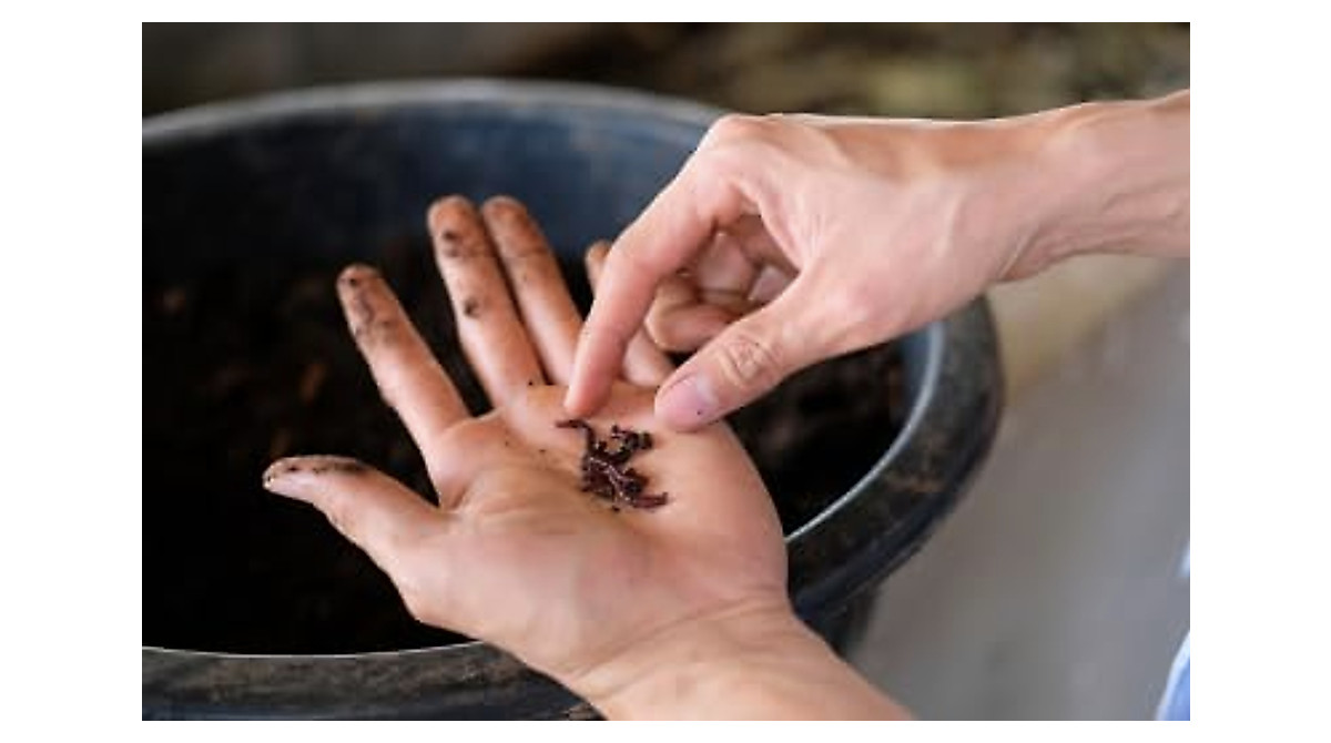 Live Red Wiggler Worms for Your Garden - HomeGrownWorms